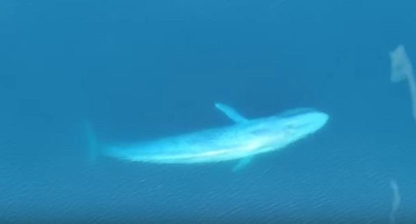 Kako je plavi kit postao najveća životinja u istoriji Zemlje: Naučnici ...