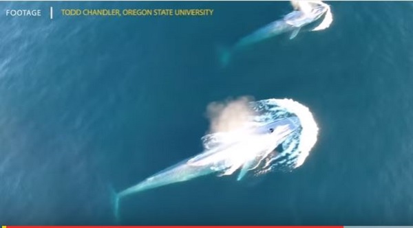 Kako je plavi kit postao najveća životinja u istoriji Zemlje: Naučnici ...